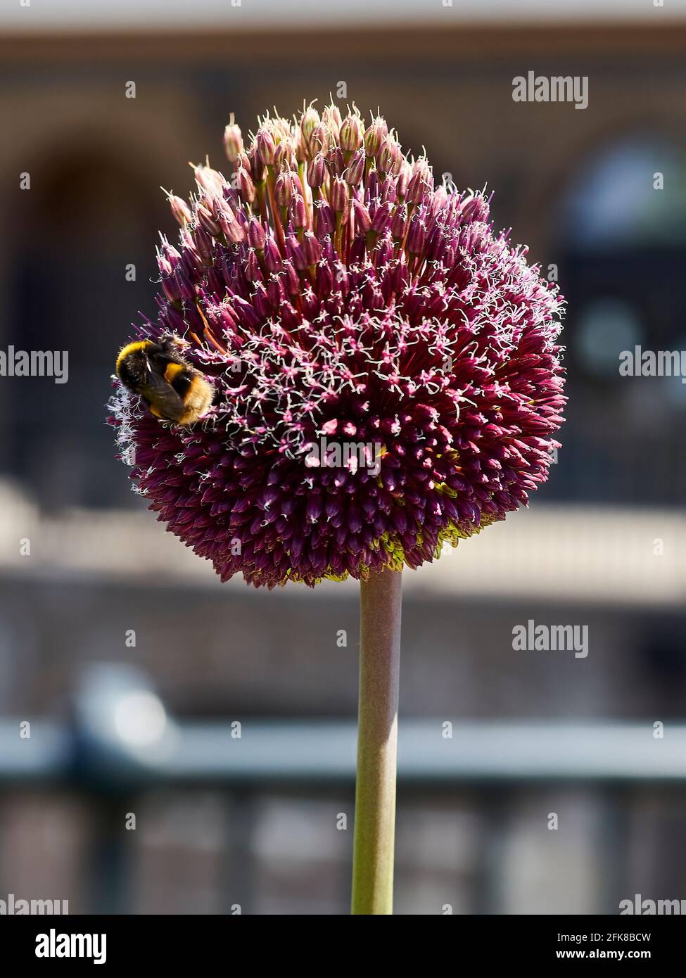 The jagged points of a sunlit allium flower head in close up, with a ...