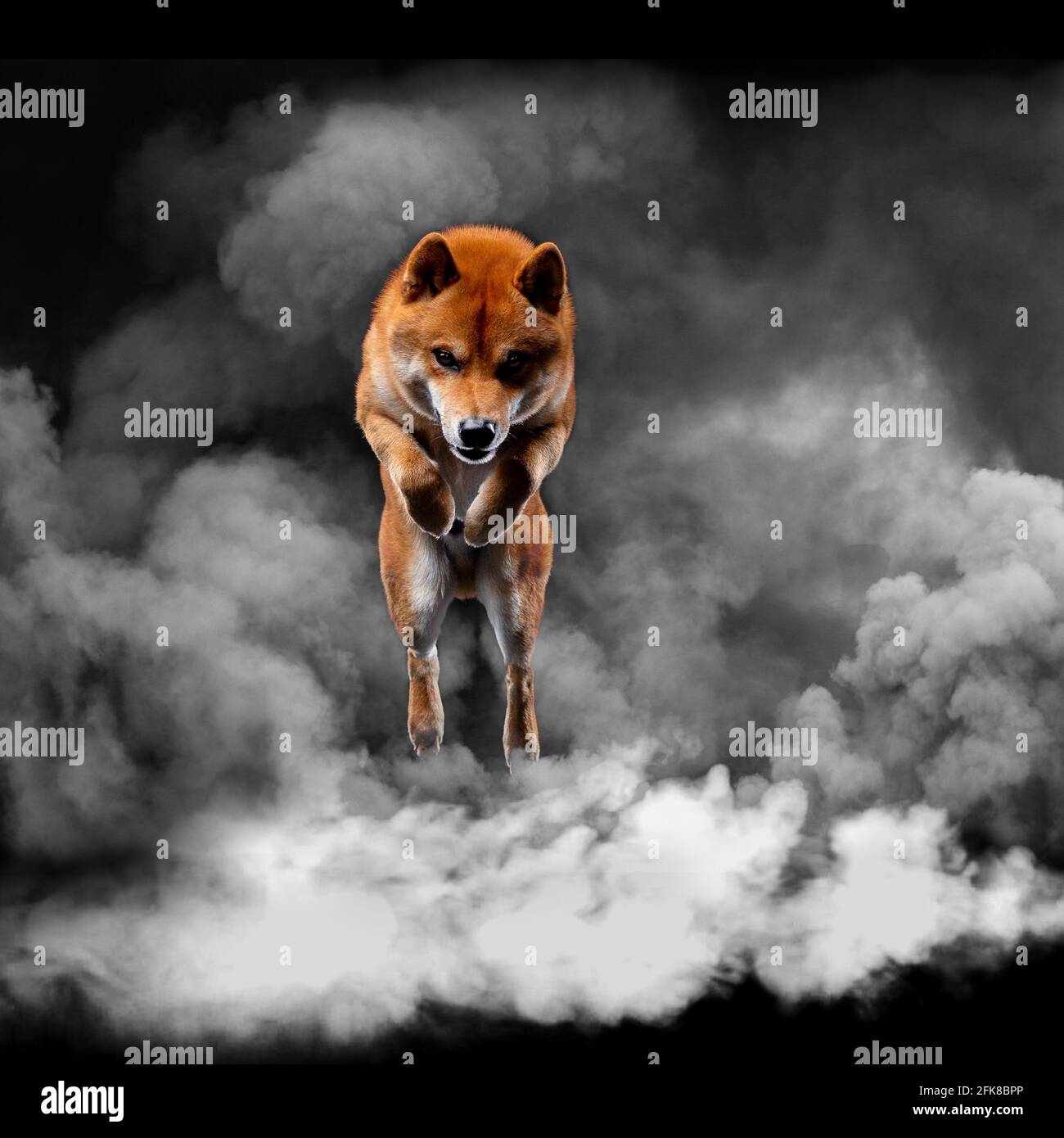 red shiba inu japanese dog on studio Stock Photo - Alamy