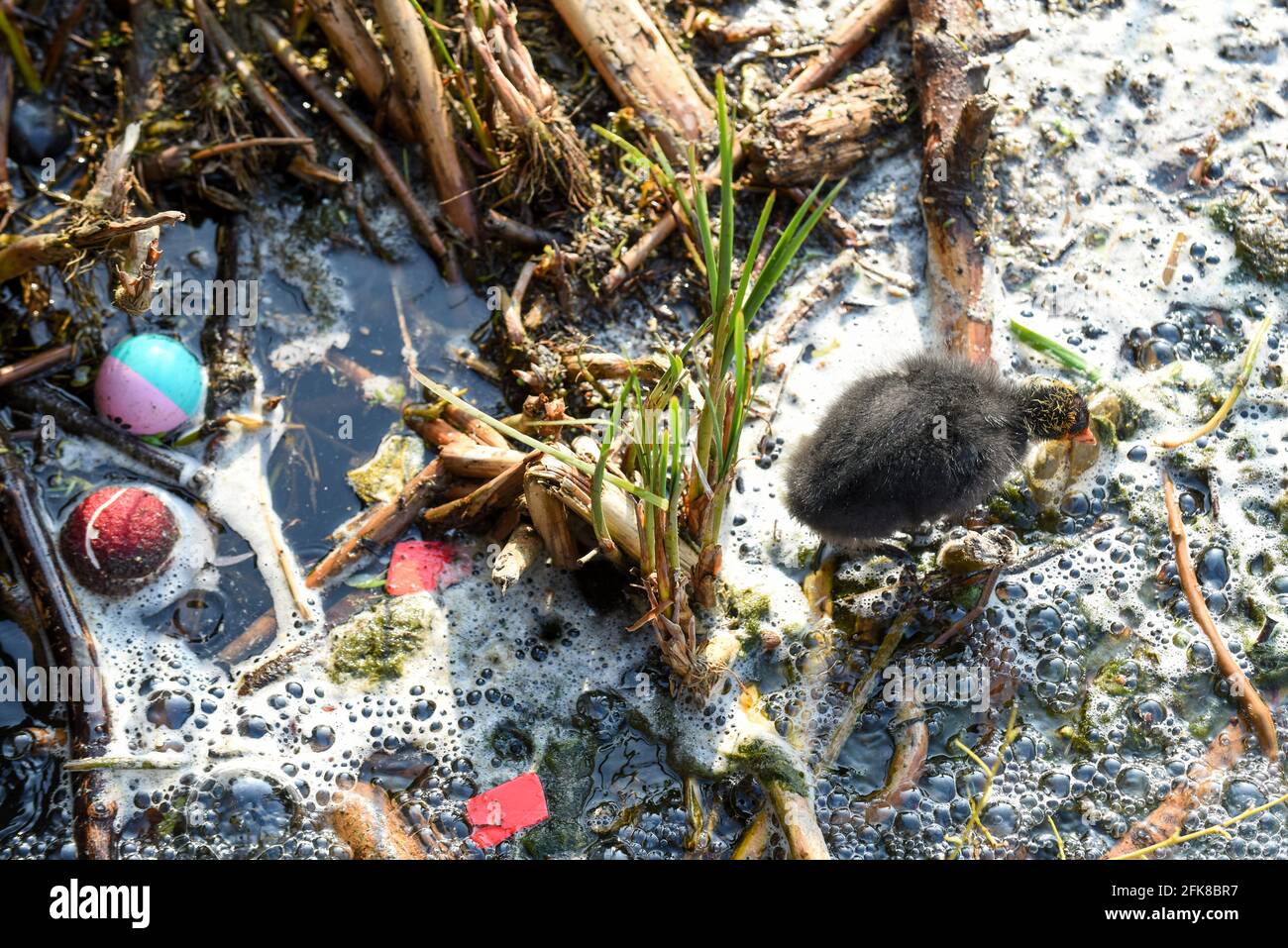 A baby bird struggles through polluted river water highlighting ...