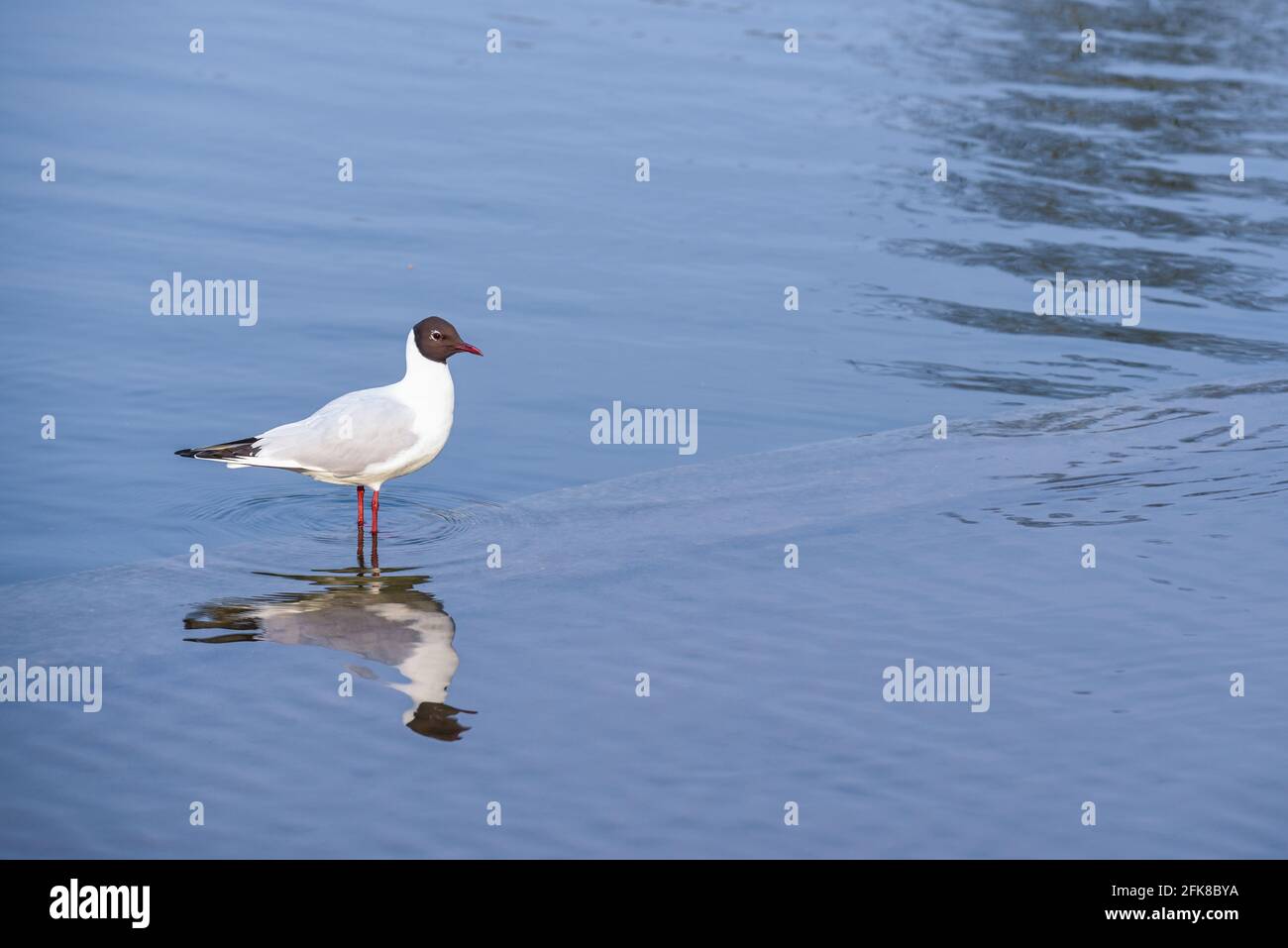 A bird standing alone in a pool of clear blue water Stock Photo - Alamy