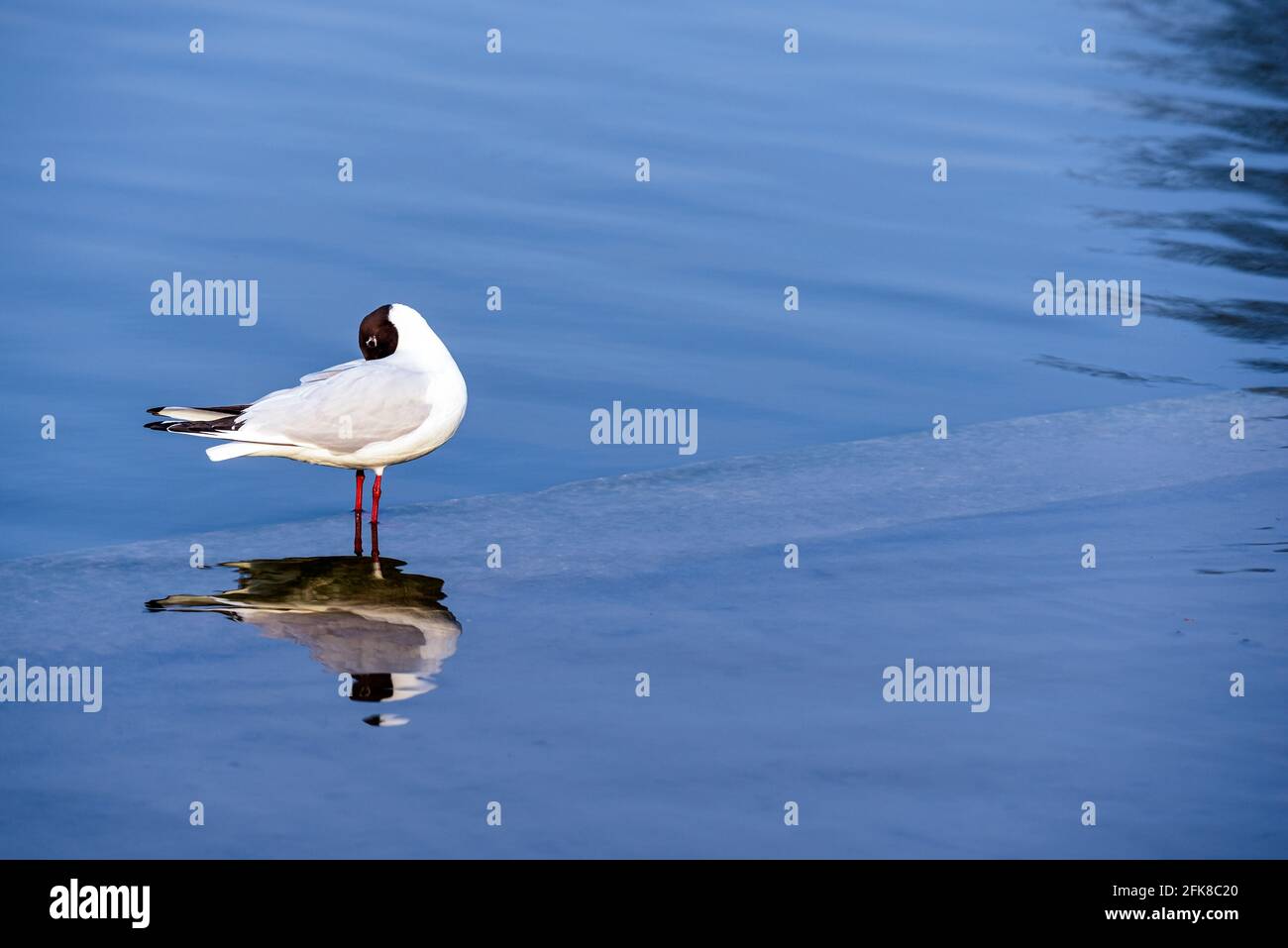 A bird standing alone in a pool of clear blue water Stock Photo - Alamy