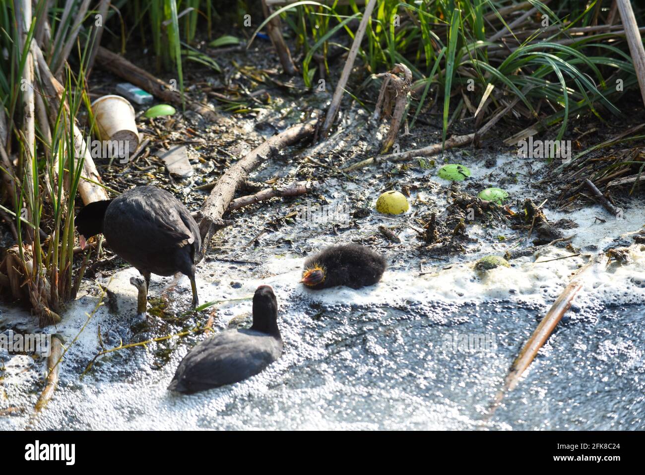 A baby bird struggles through polluted river water highlighting ...