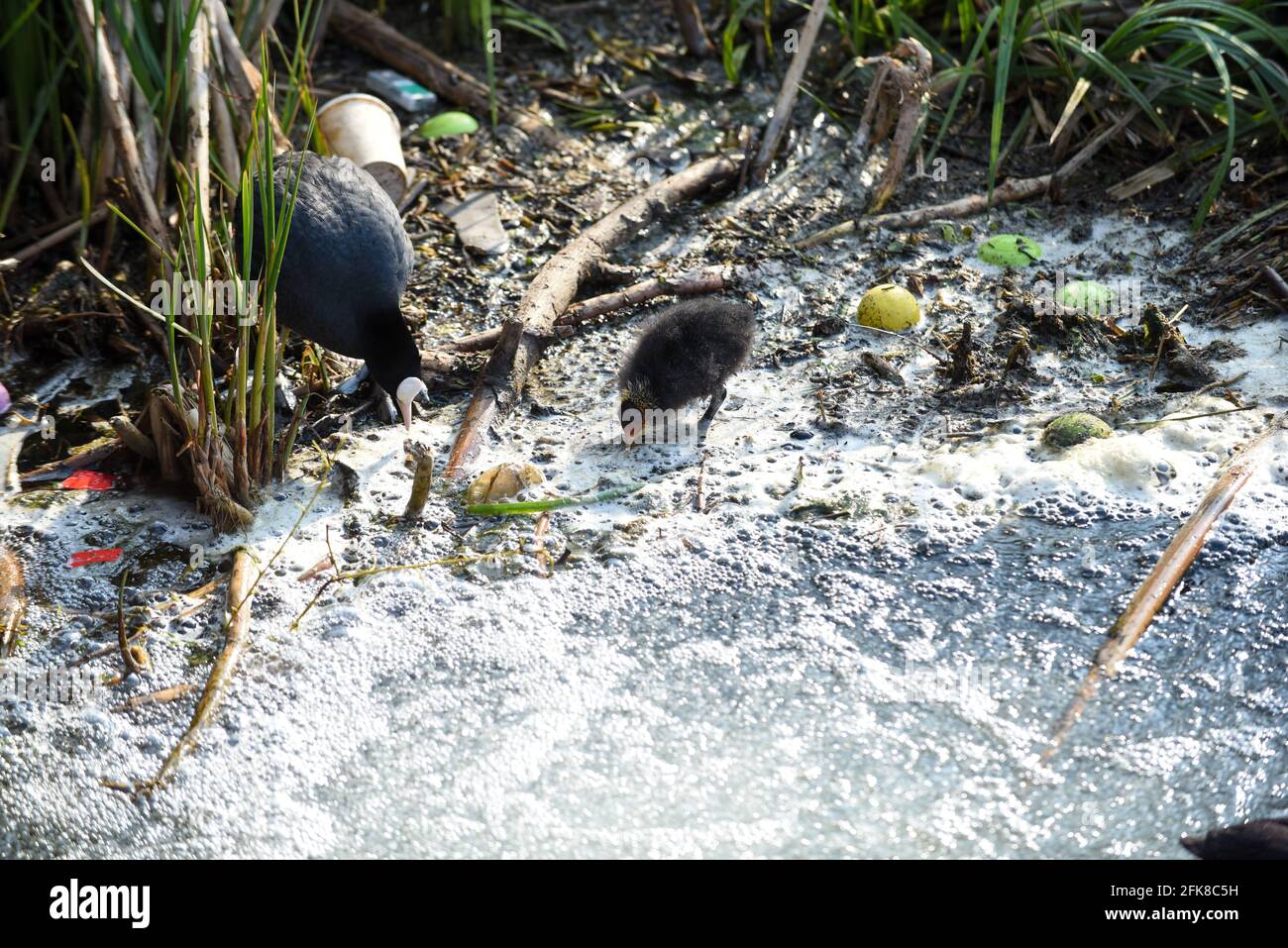 A baby bird struggles through polluted river water highlighting ...