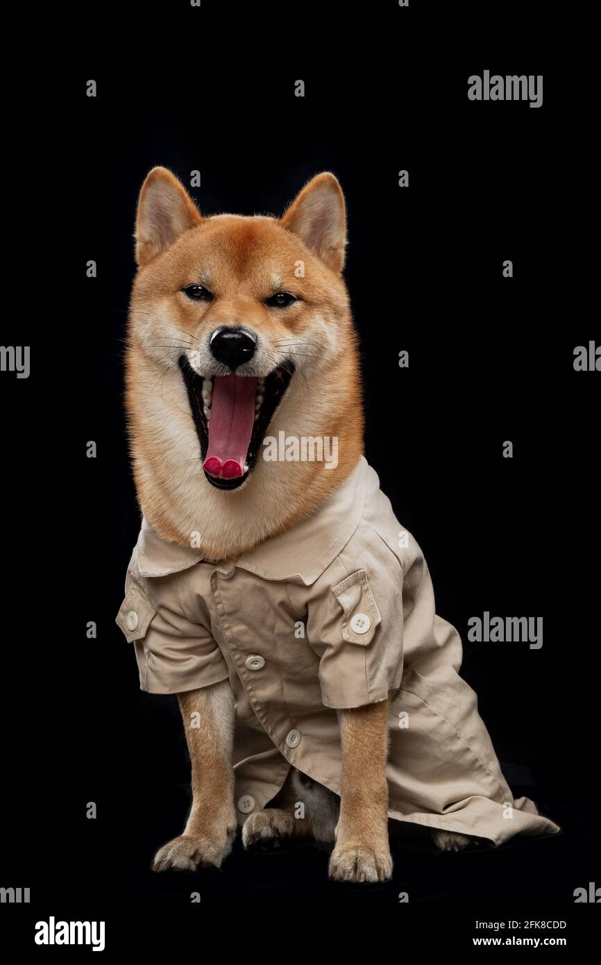 red shiba inu japanese dog on studio Stock Photo - Alamy