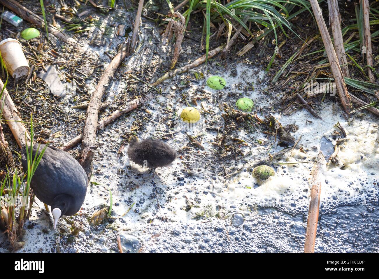A baby bird struggles through polluted river water highlighting ...