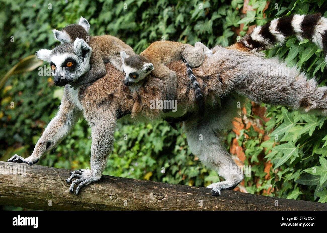 RING TAILED LEMUR CLAIRE SHOWS OFF HER TWINS AT MARWELL ZOO, HAMPSHIRE ...