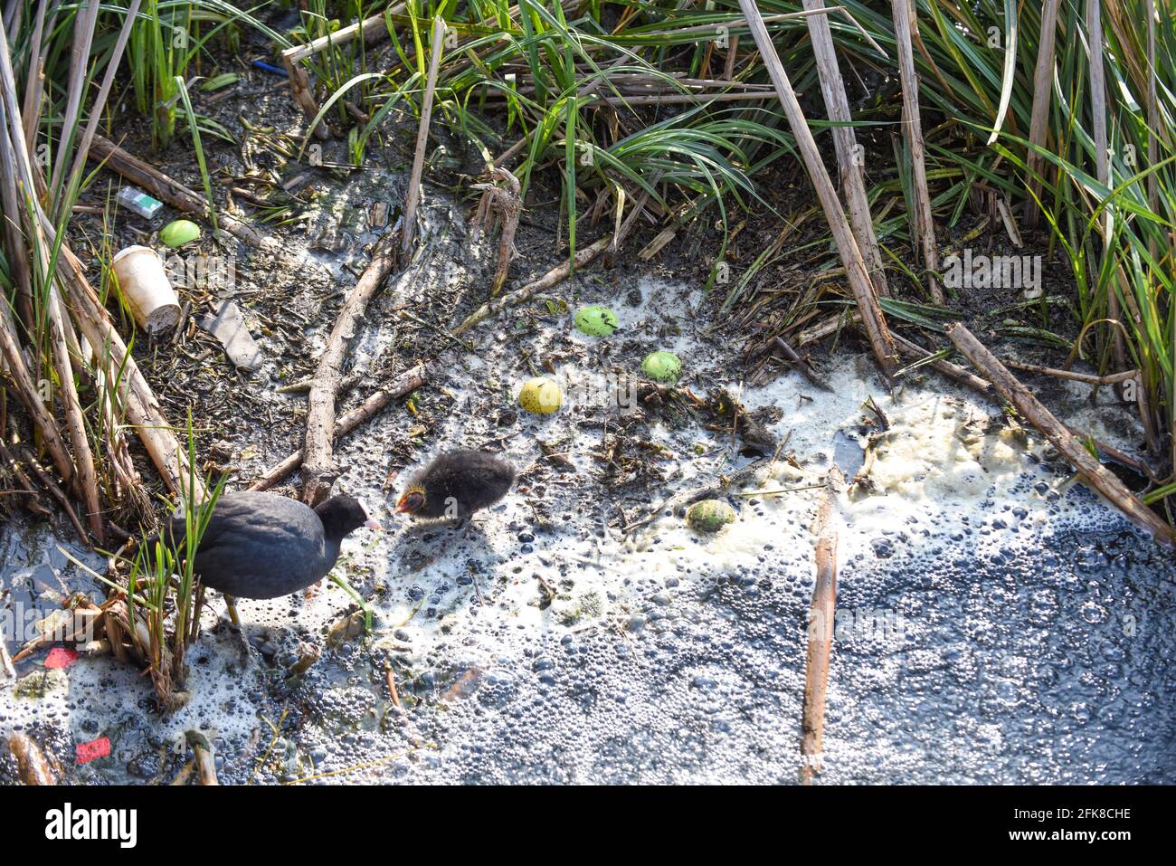 A baby bird struggles through polluted river water highlighting ...