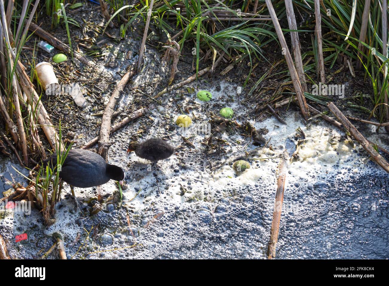 A baby bird struggles through polluted river water highlighting ...