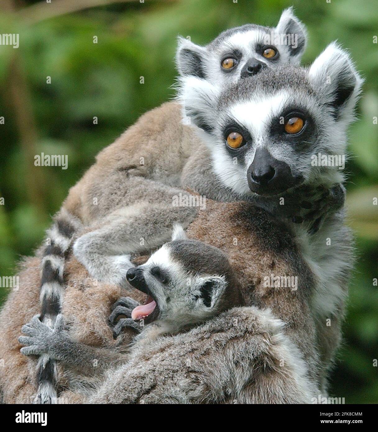 Lemurs fighting hi-res stock photography and images - Alamy