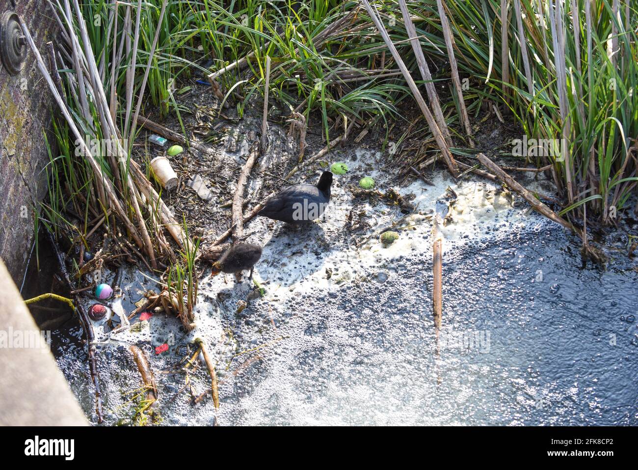 A baby bird struggles through polluted river water highlighting ...