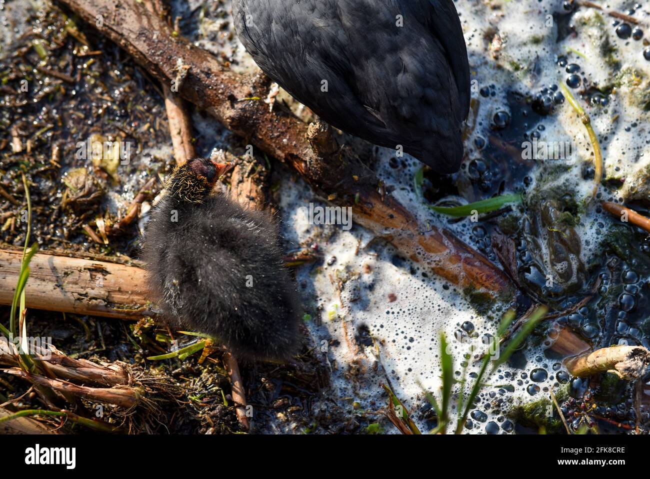 A baby bird struggles through polluted river water highlighting ...