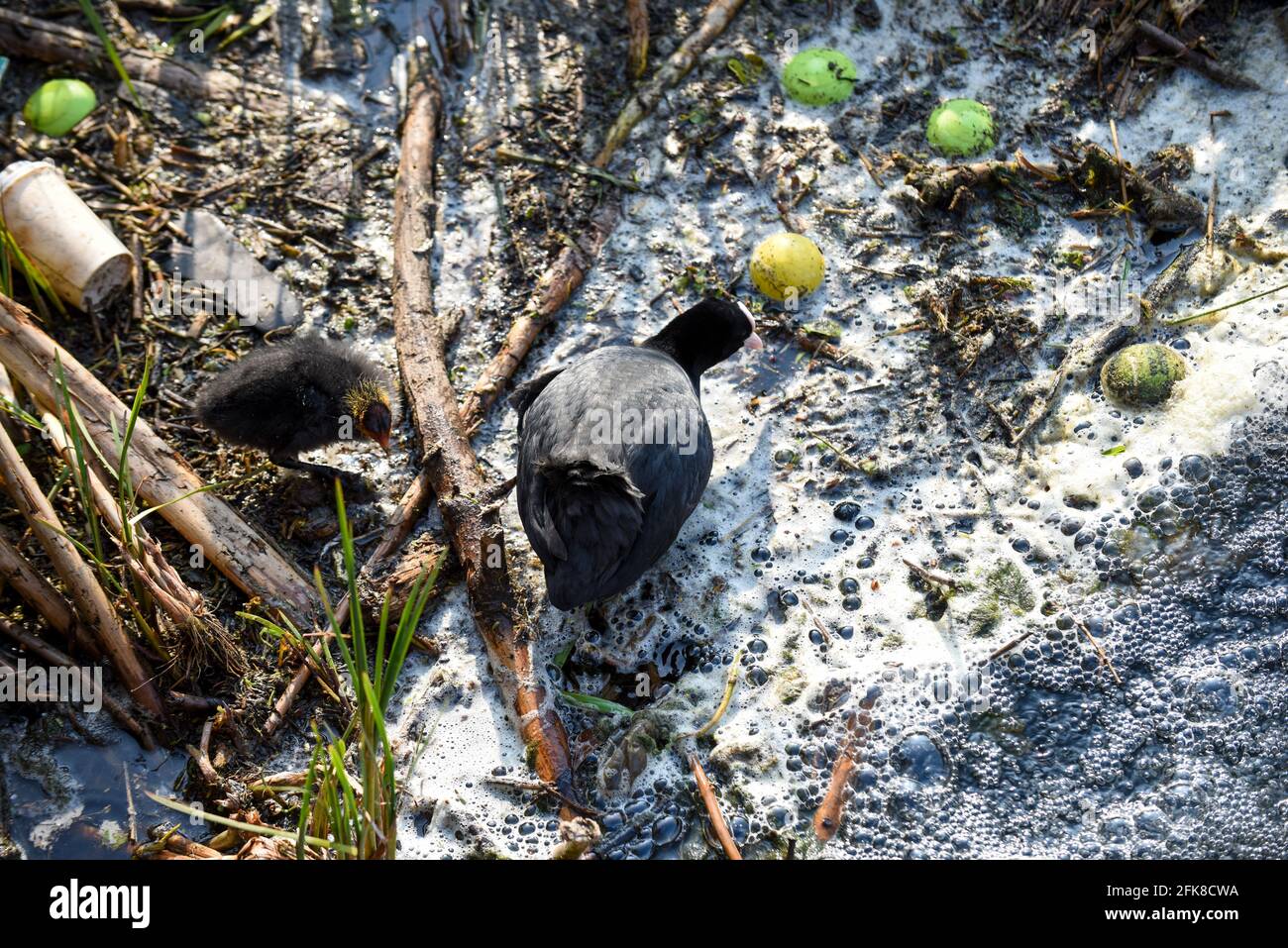 A baby bird struggles through polluted river water highlighting ...