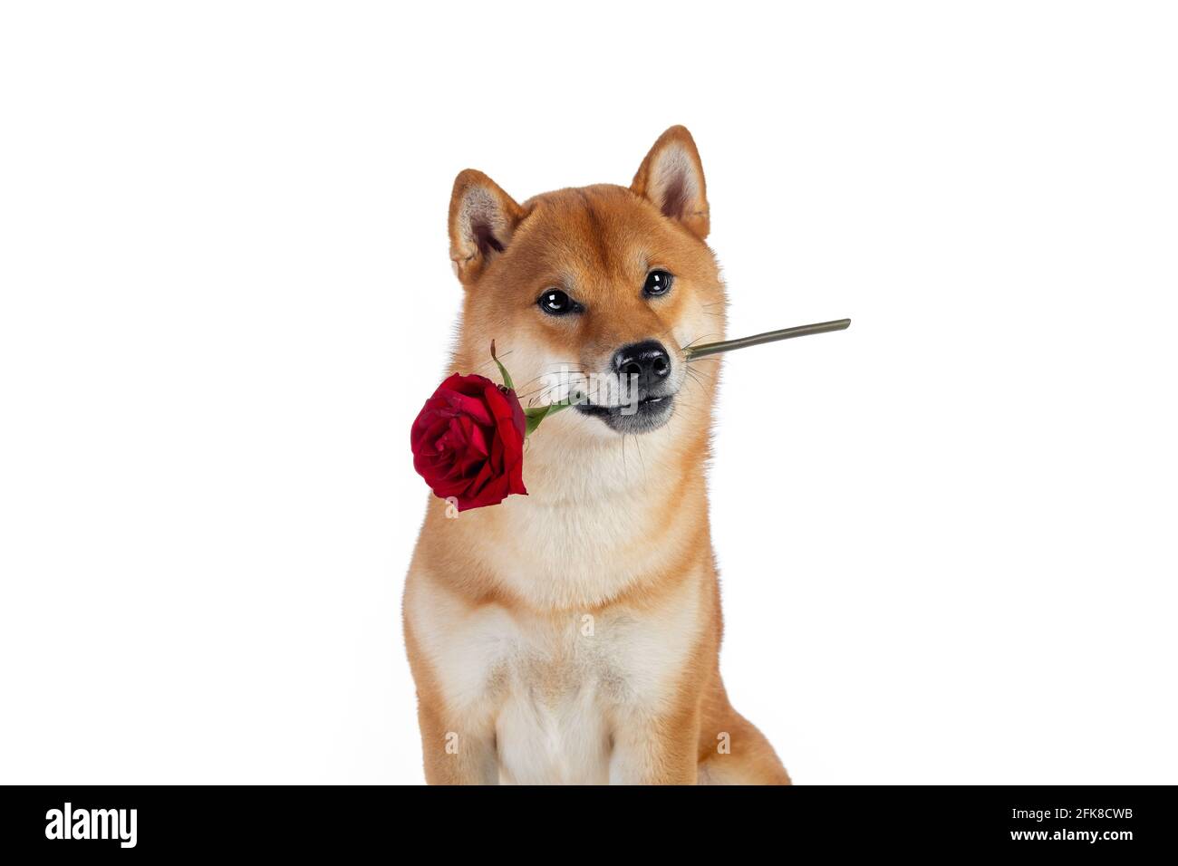 red shiba inu japanese dog on studio Stock Photo - Alamy