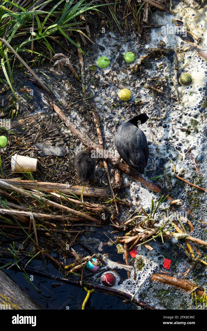 A baby bird struggles through polluted river water highlighting ...