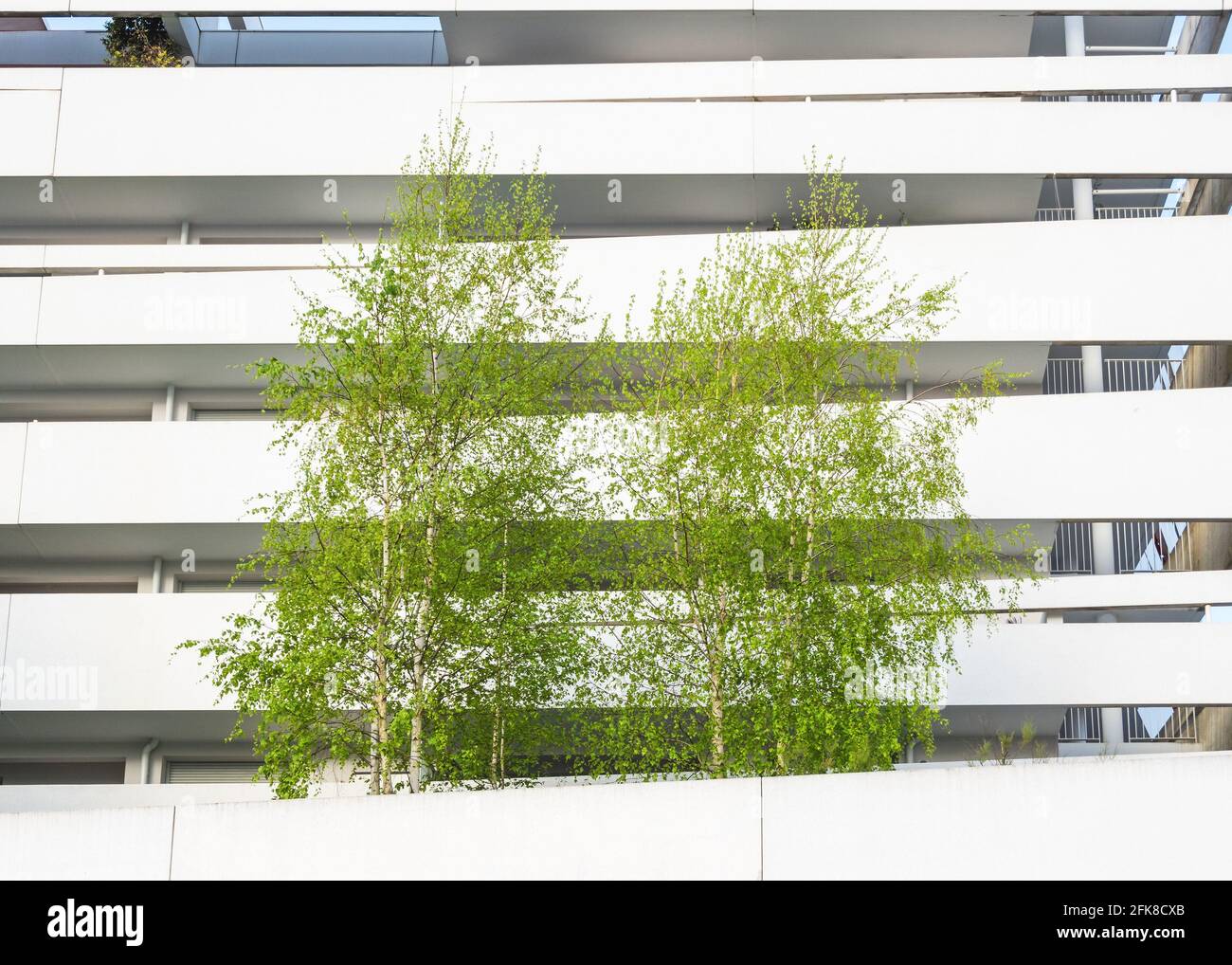 Birch trees and modern building Stock Photo - Alamy