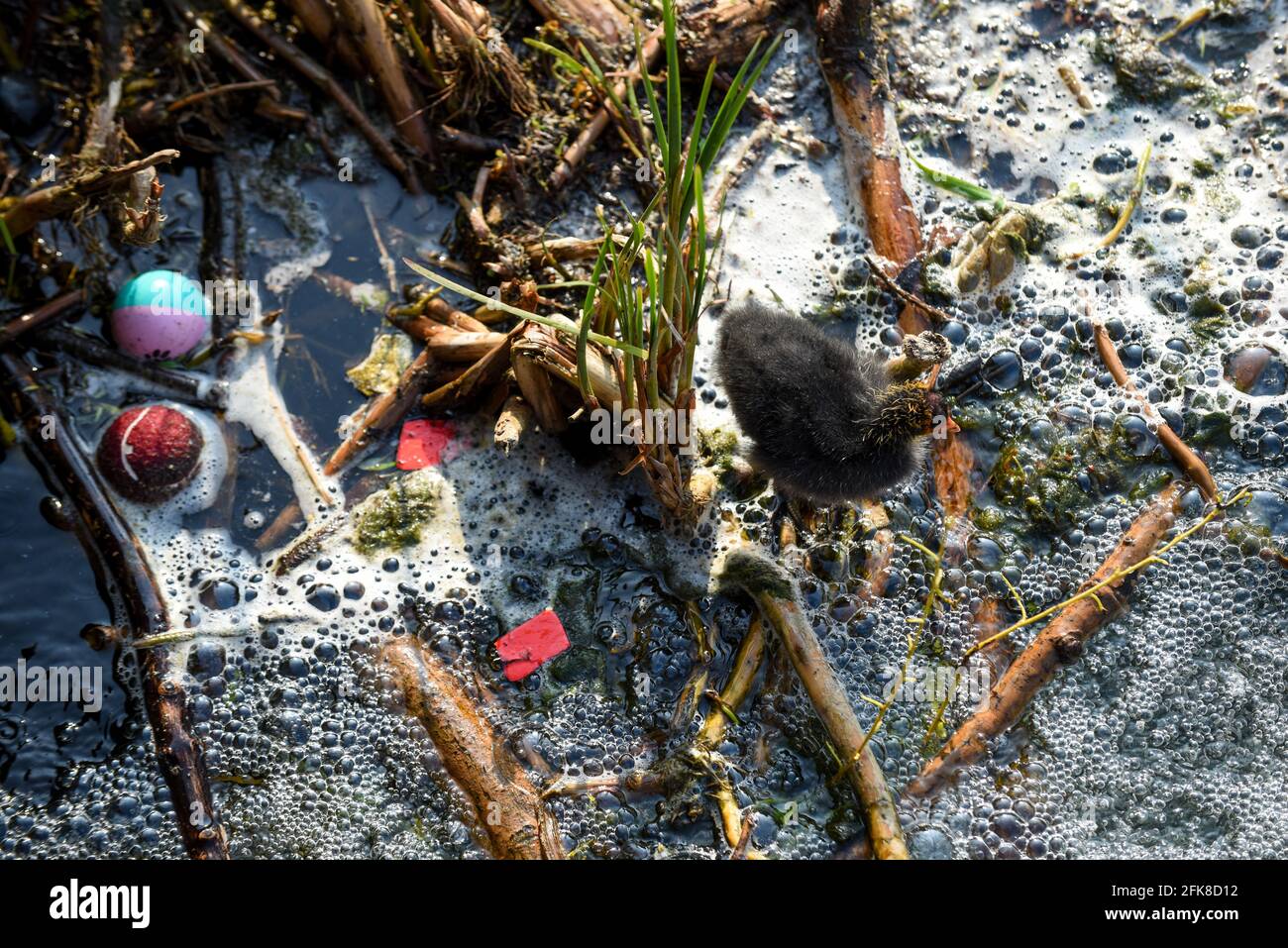 A baby bird struggles through polluted river water highlighting ...