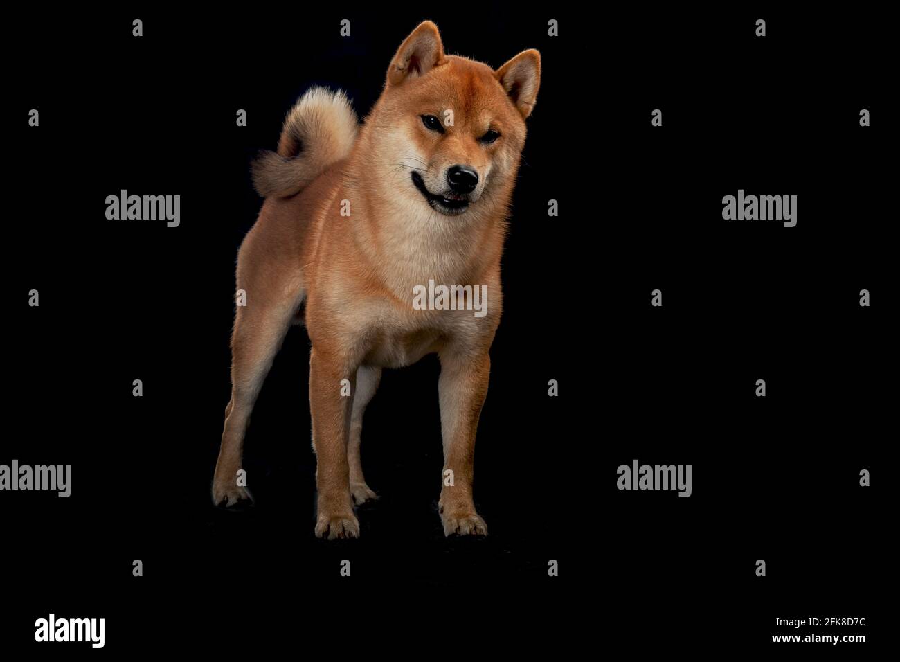 red shiba inu japanese dog on studio Stock Photo - Alamy