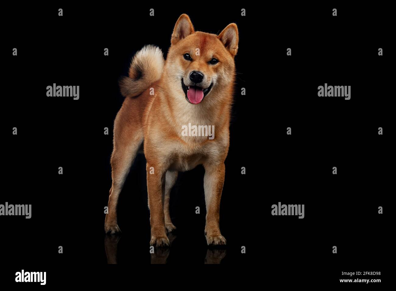 red shiba inu japanese dog on studio Stock Photo - Alamy