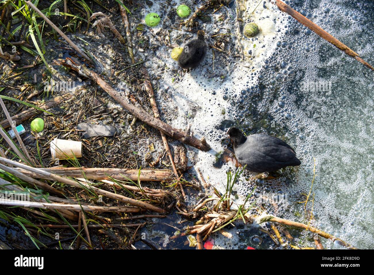 A baby bird struggles through polluted river water highlighting ...