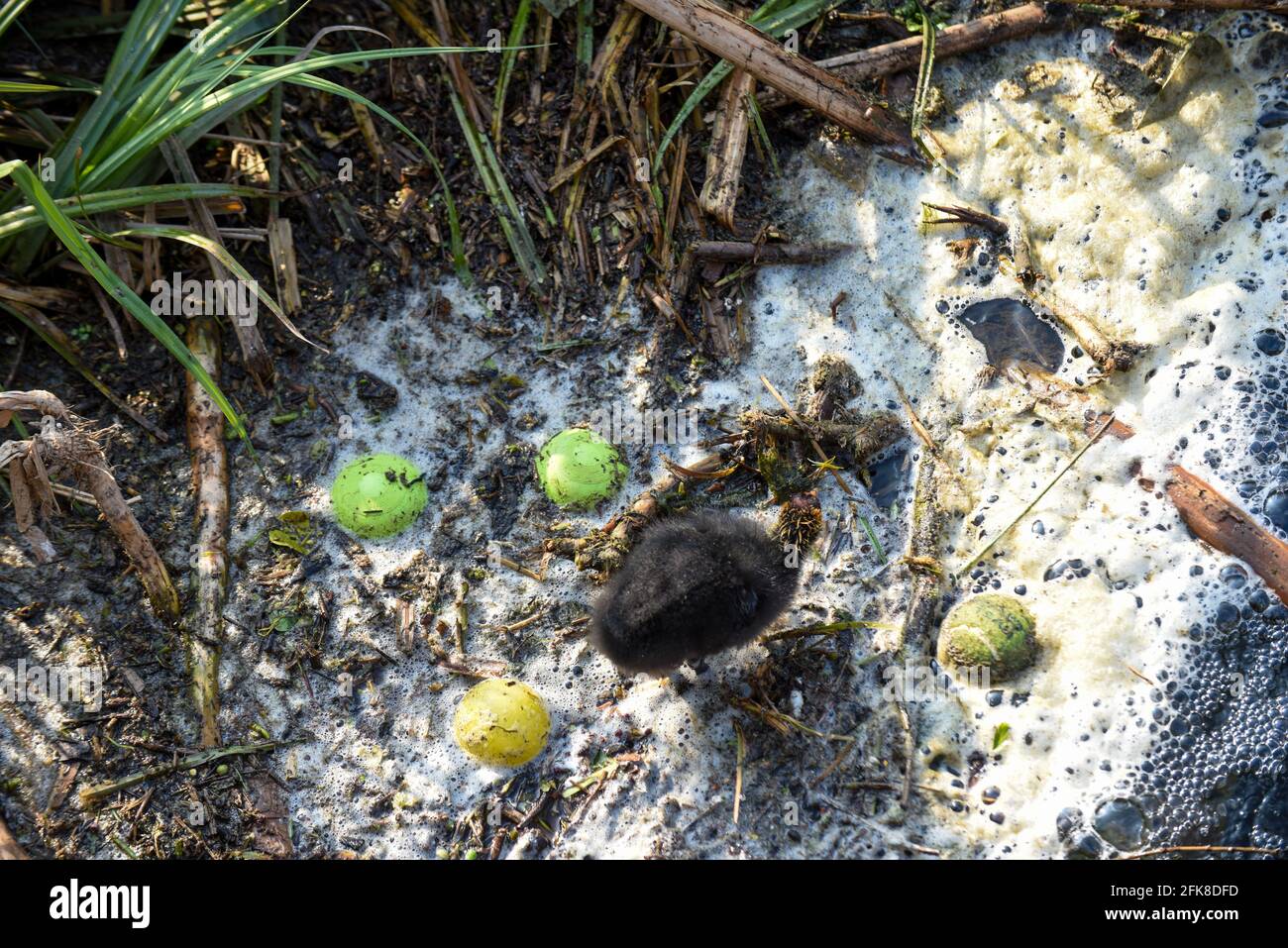 A baby bird struggles through polluted river water highlighting ...