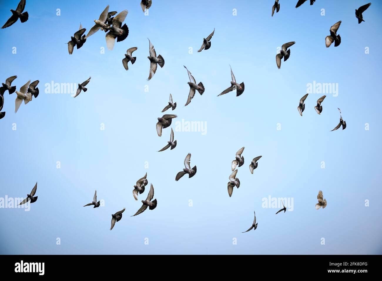 Birds flying low across hi-res stock photography and images - Alamy