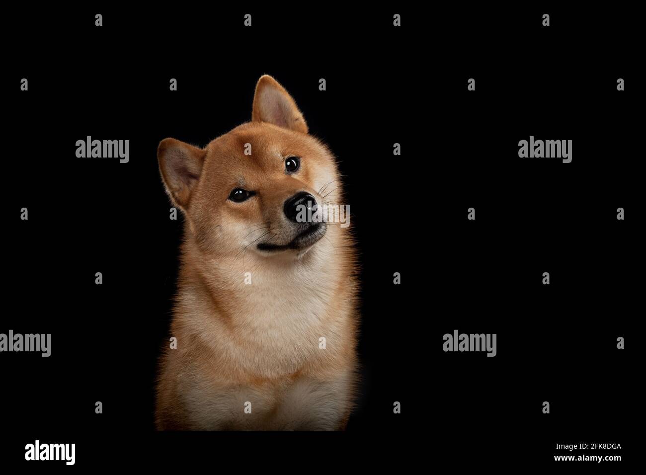 red shiba inu japanese dog on studio Stock Photo - Alamy