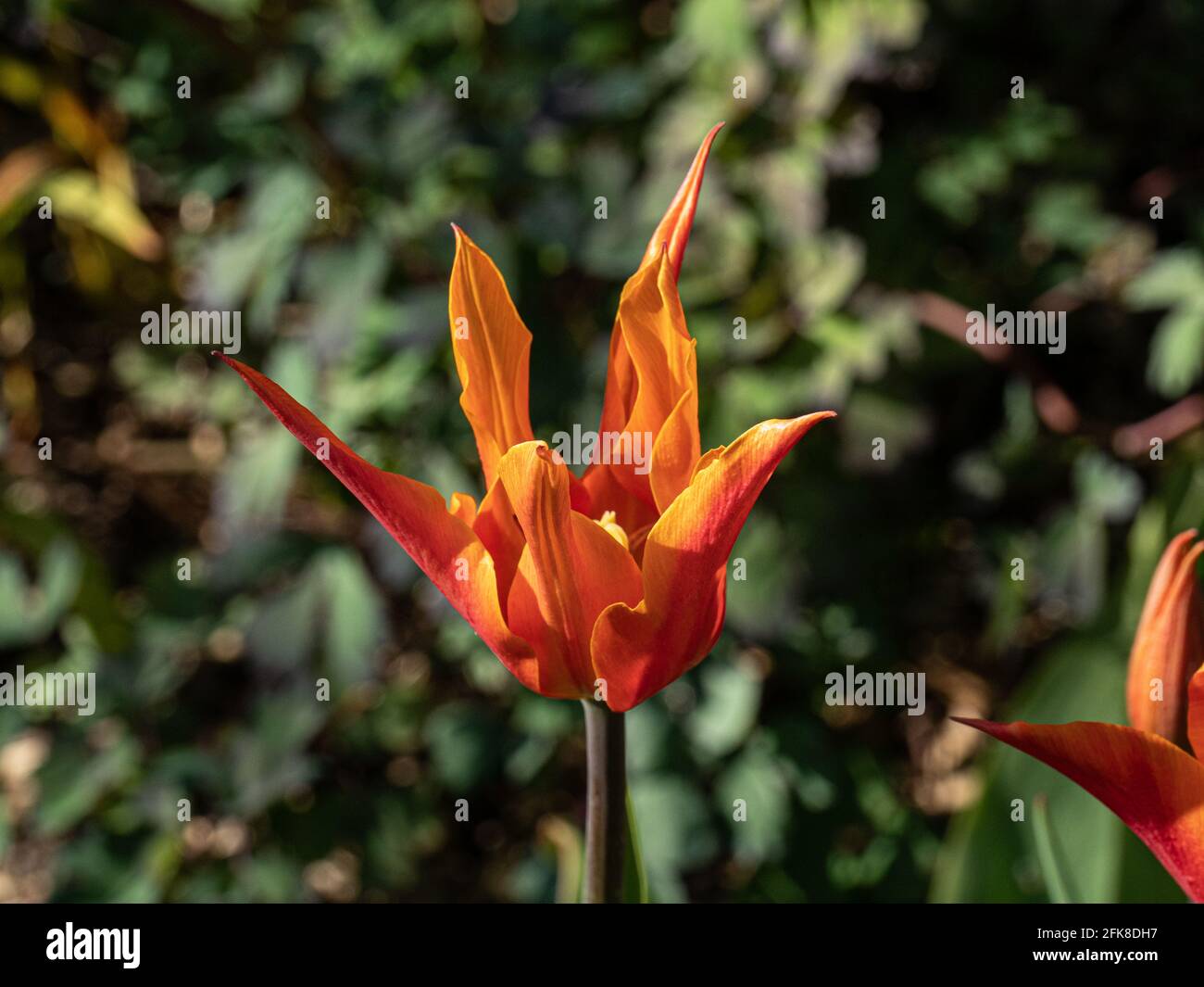 A close up of a single flower of the orange Tulip Ballerina Stock Photo ...