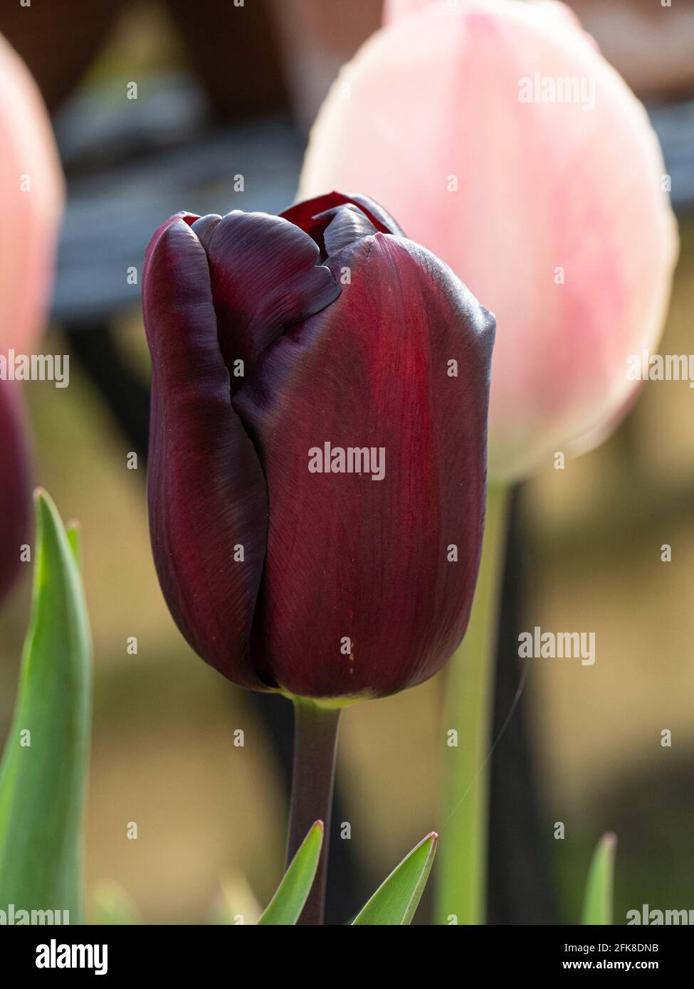 Single flower stem hi-res stock photography and images - Alamy