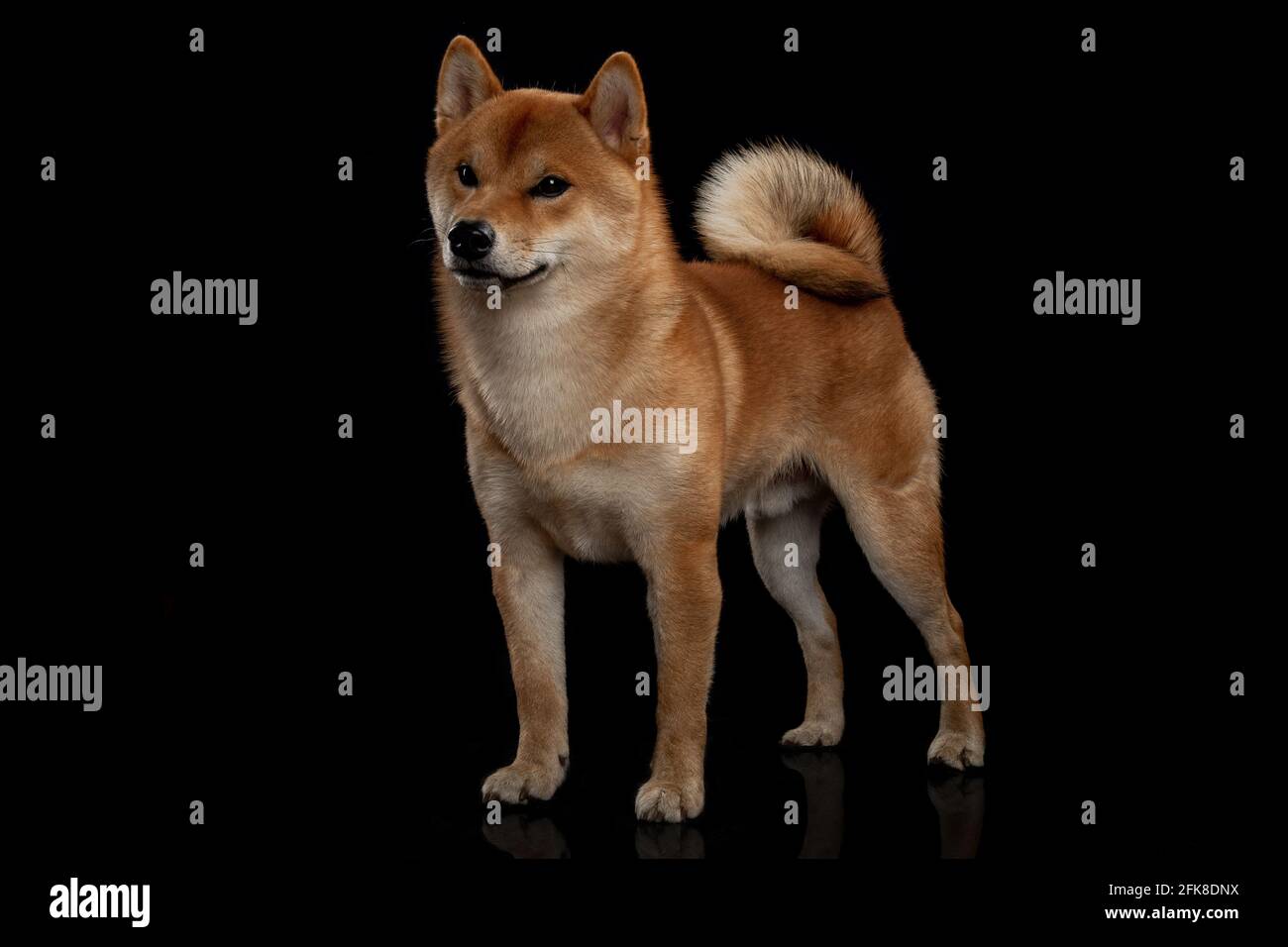 red shiba inu japanese dog on studio Stock Photo - Alamy