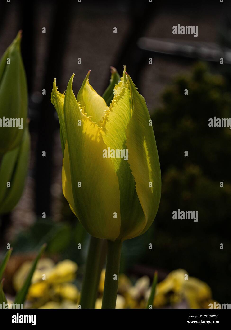 A close up of a single flower of the yellow and green viridiflora tulip ...