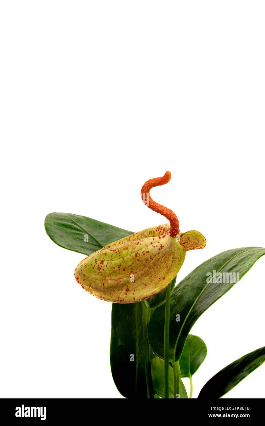 anthurium with yellow flower with white background Stock Photo - Alamy