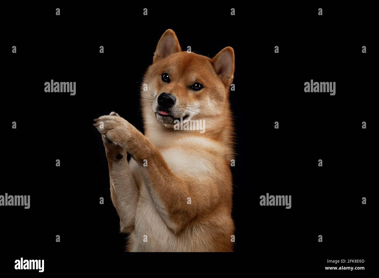 red shiba inu japanese dog on studio Stock Photo - Alamy