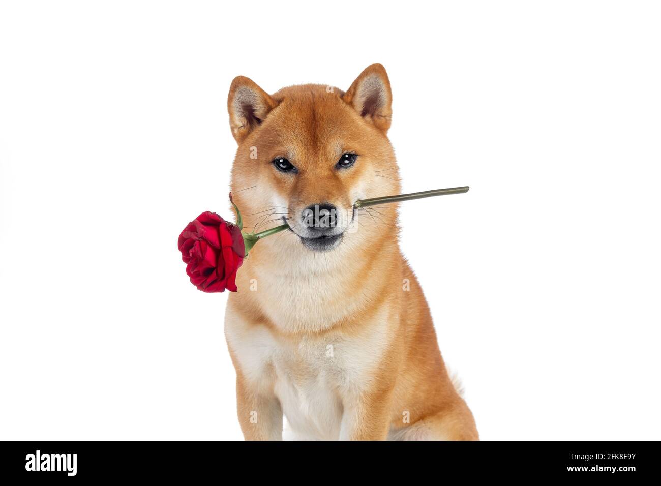 red shiba inu japanese dog on studio Stock Photo - Alamy