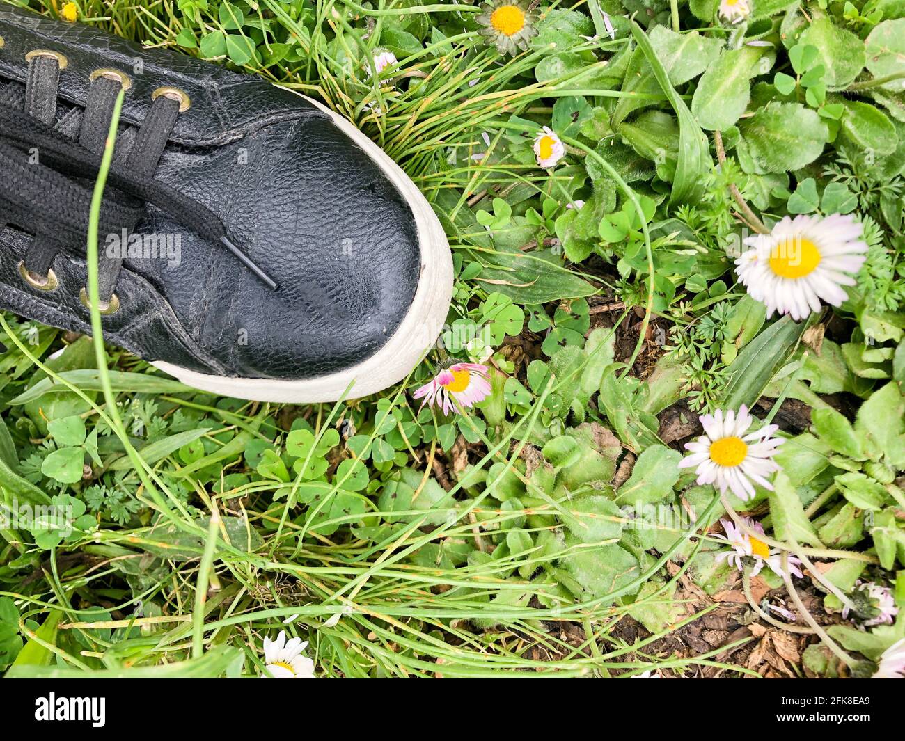 the foot that crushes the flowers and grass in the garden Stock Photo ...