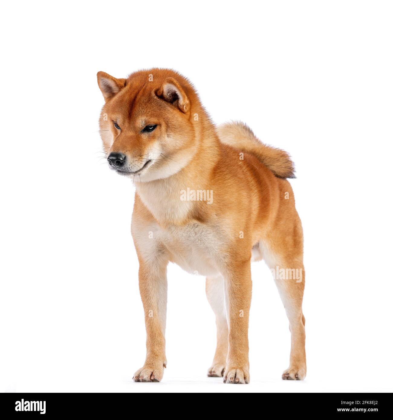 red shiba inu japanese dog on studio Stock Photo - Alamy