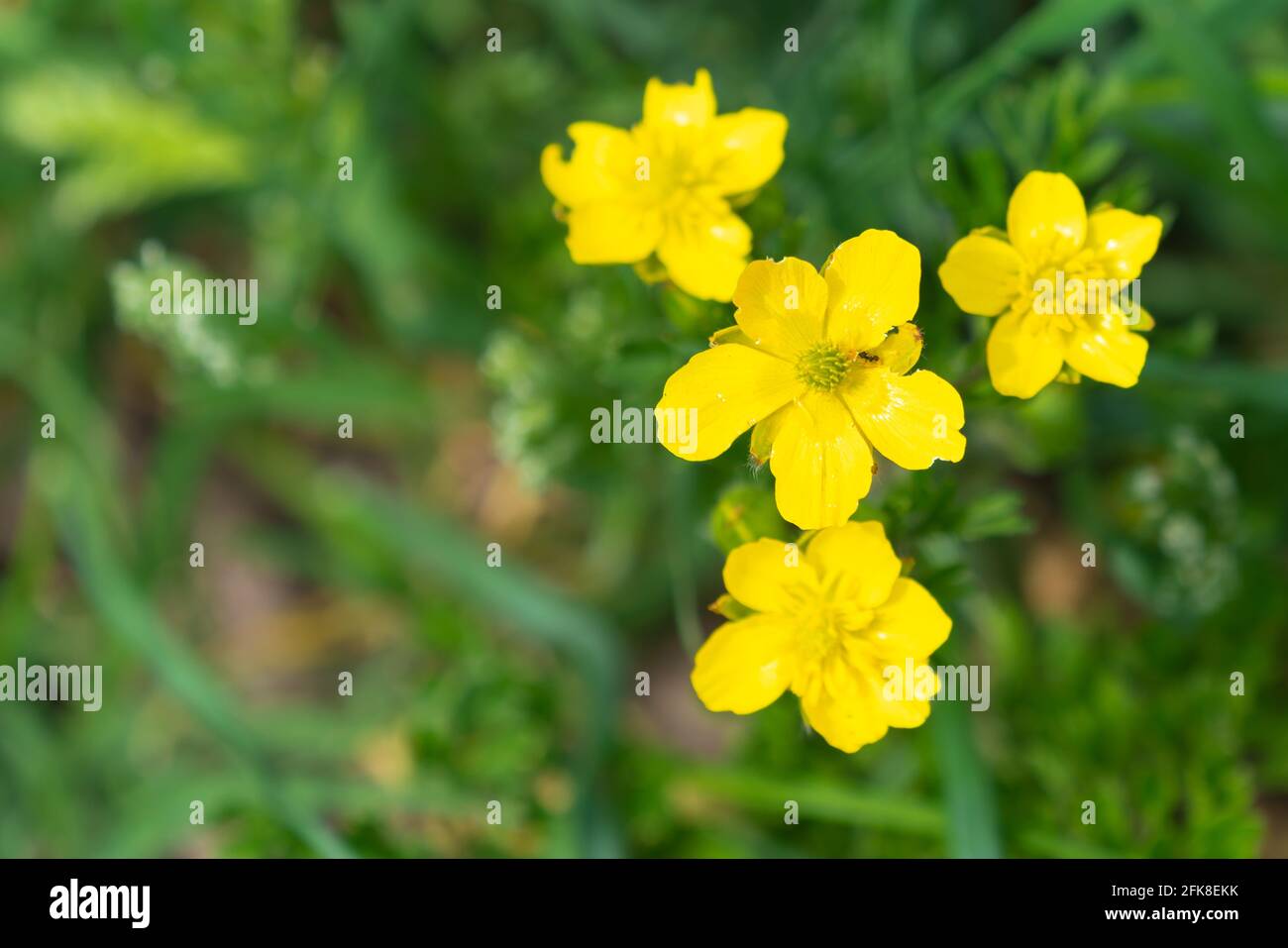 Buttercup stem hi-res stock photography and images - Alamy