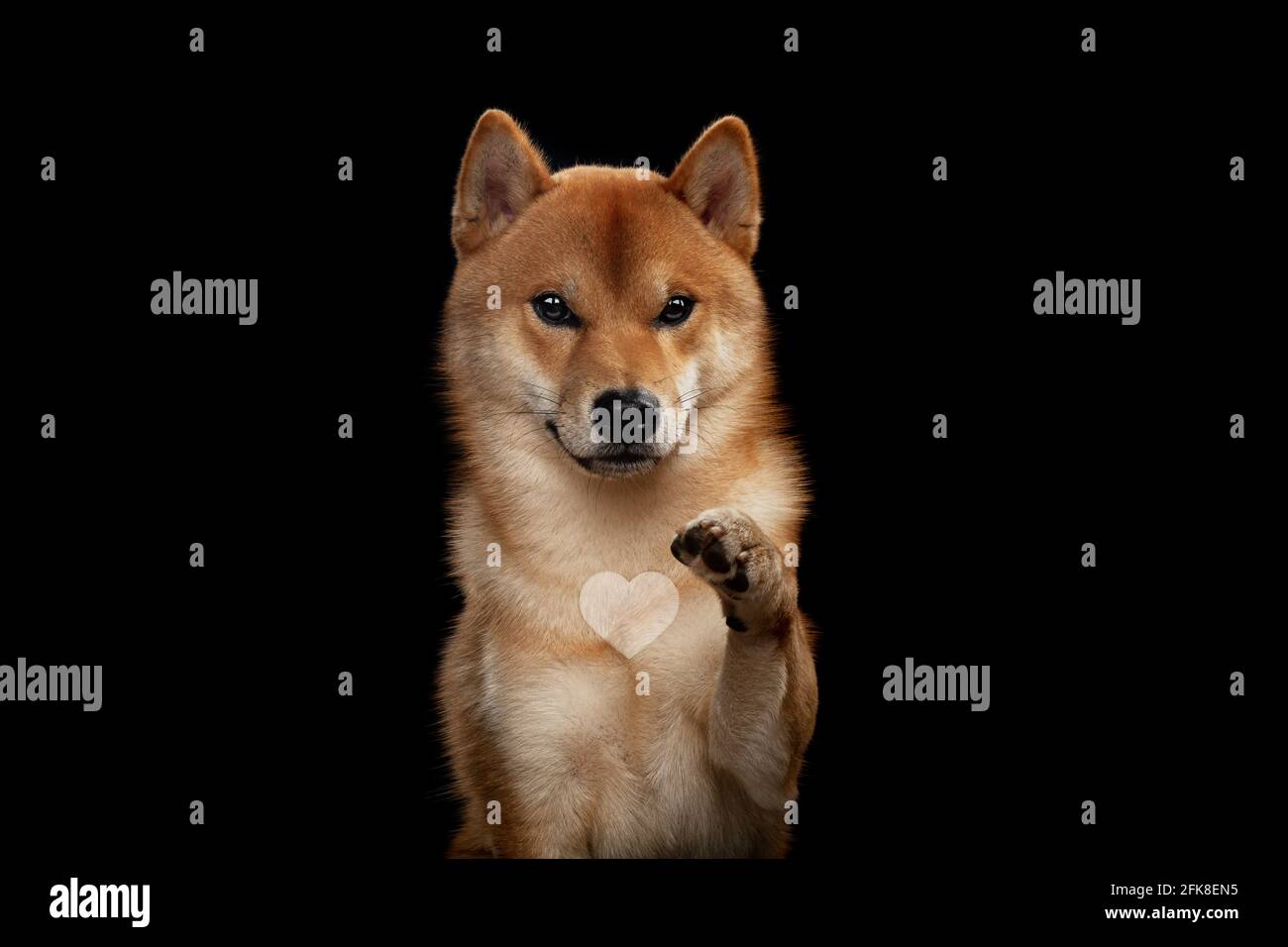 red shiba inu japanese dog on studio Stock Photo - Alamy
