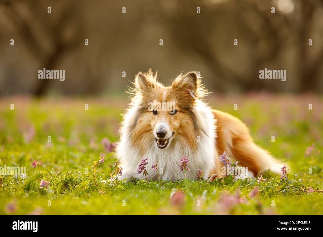 Springtime in the garden. Cute dog resting on the meadow Stock Photo ...