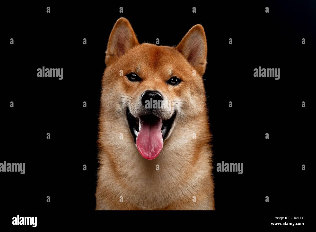 red shiba inu japanese dog on studio Stock Photo - Alamy