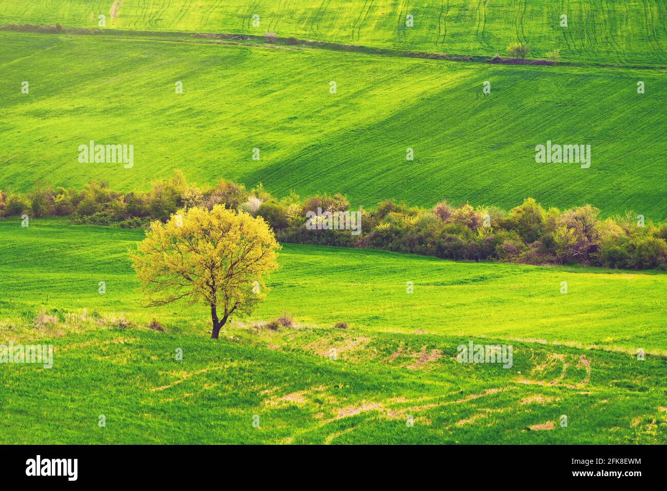 Agriculture farm tree field idyllic hi-res stock photography and images ...