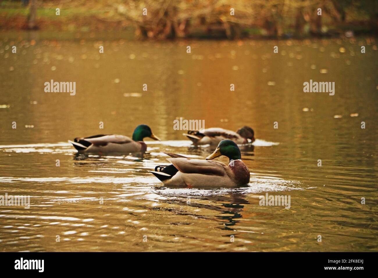 Closeup of mallards swimming in the lake during daylight Stock Photo ...