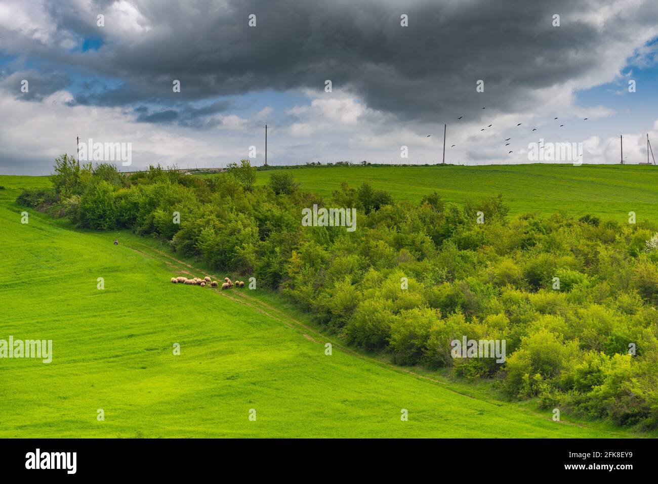 Sheep field storm hi-res stock photography and images - Alamy