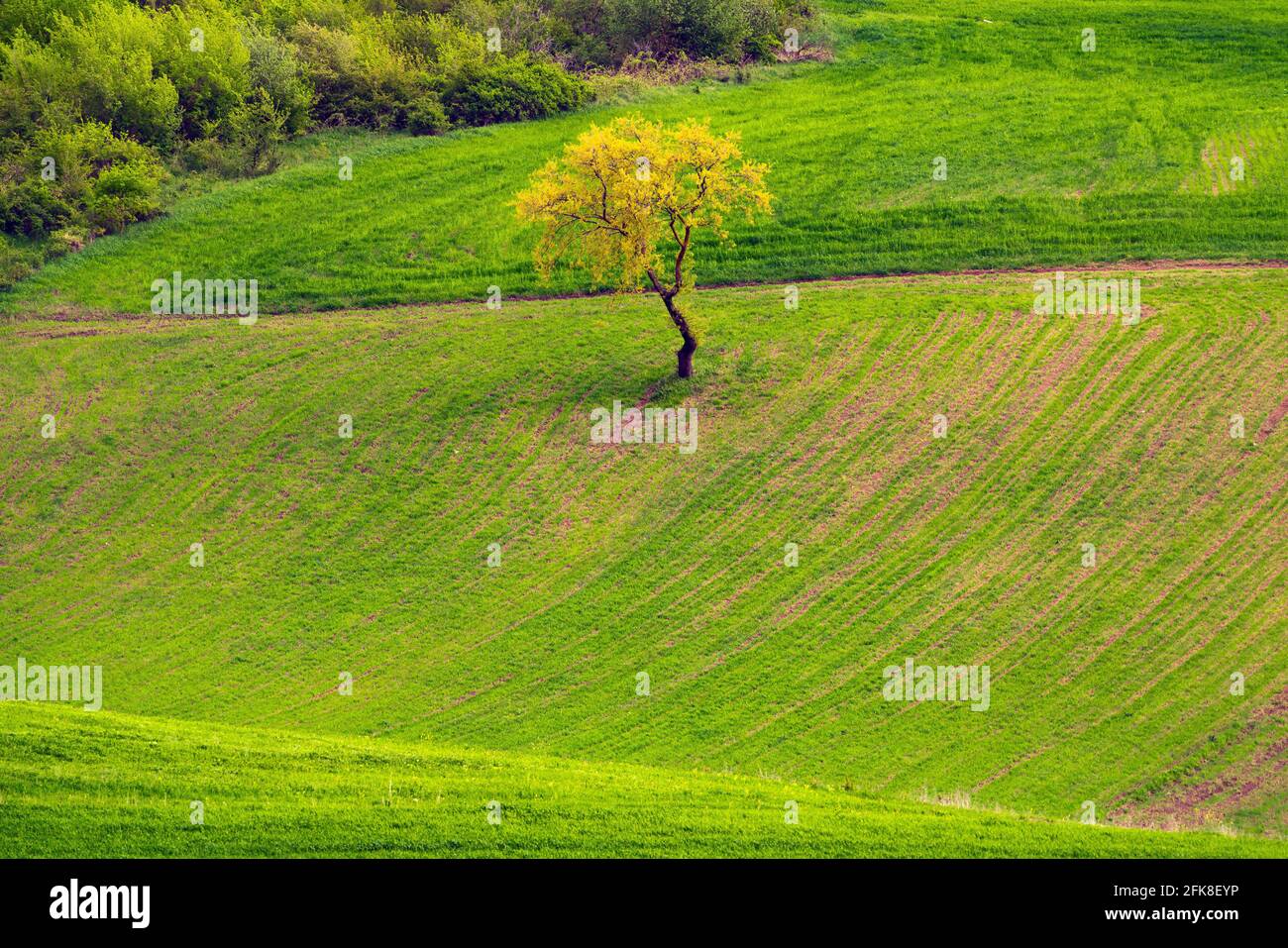 Agriculture farm tree field idyllic hi-res stock photography and images ...