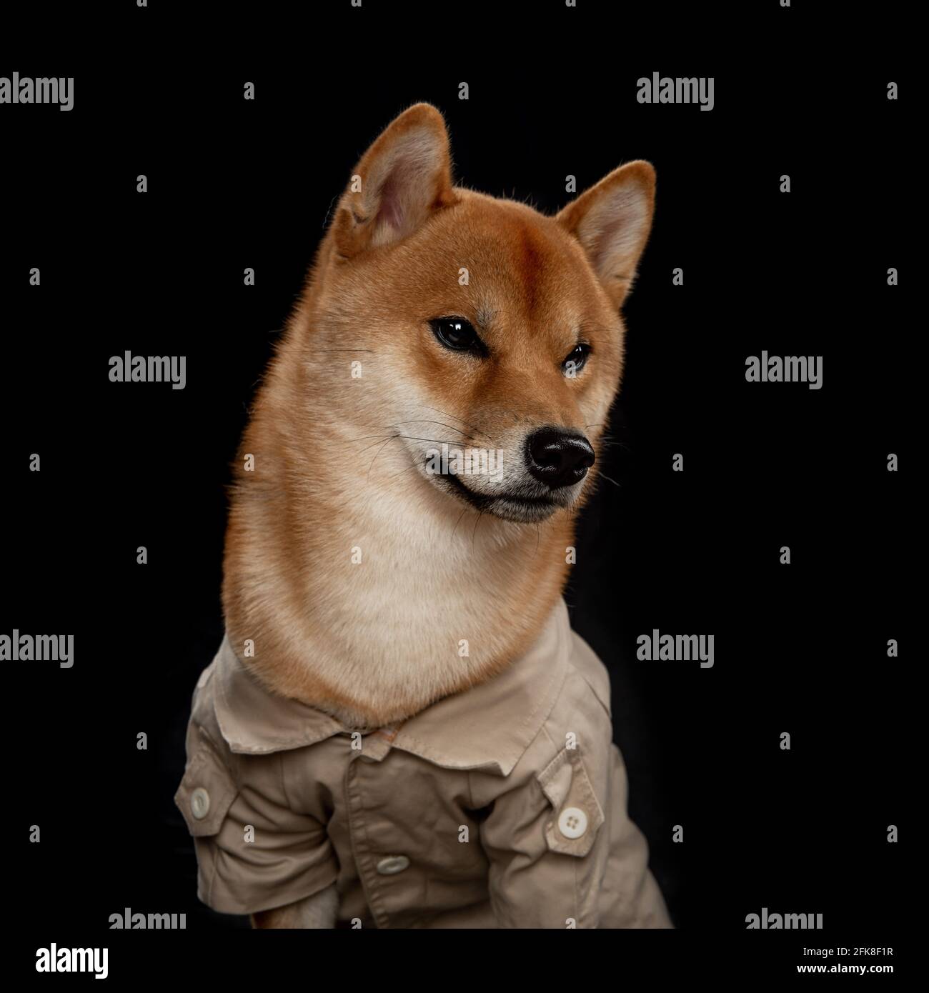red shiba inu japanese dog on studio Stock Photo - Alamy