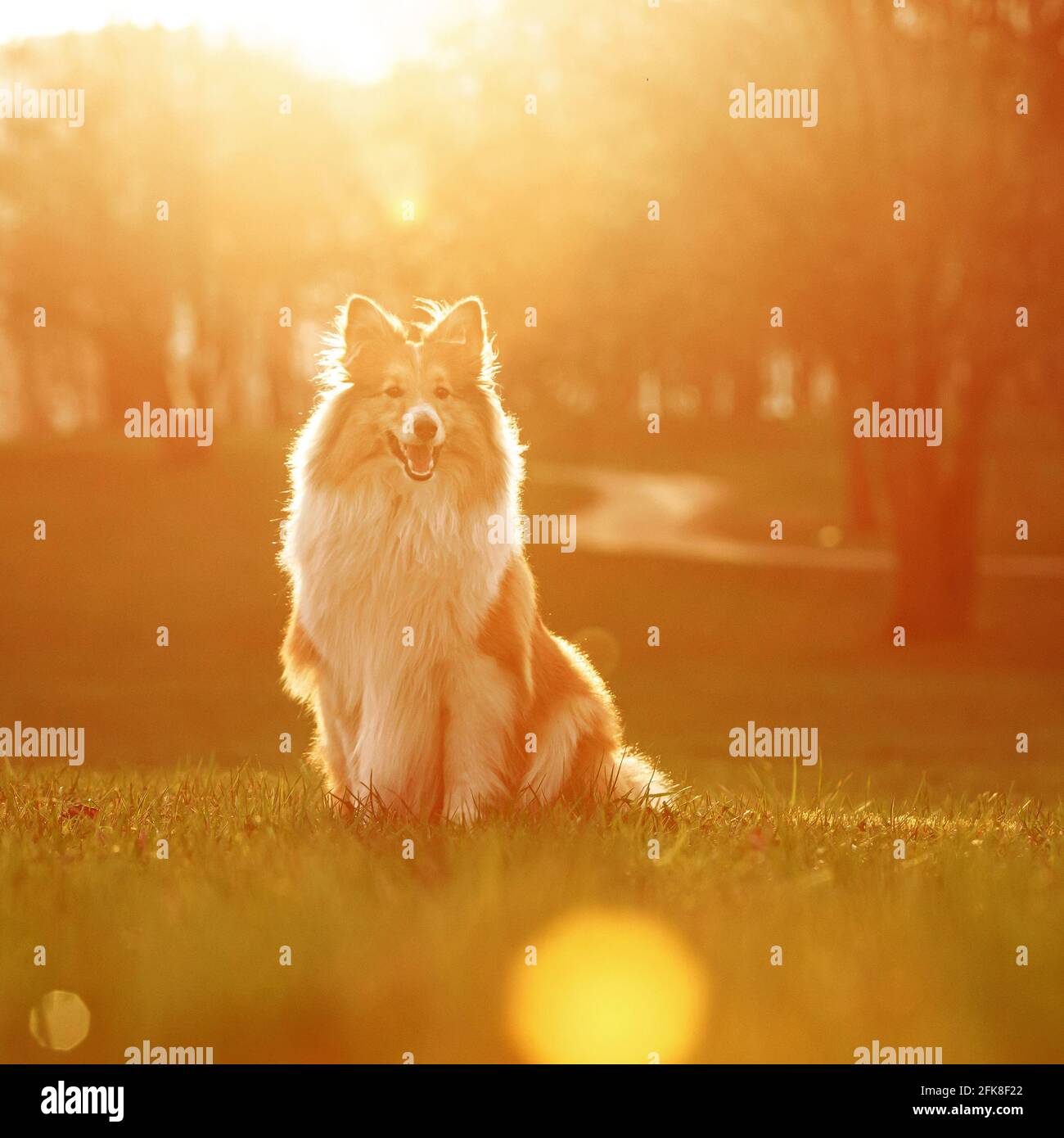 Shetland sheepdog - Sheltie - on a sunset park background Stock Photo ...