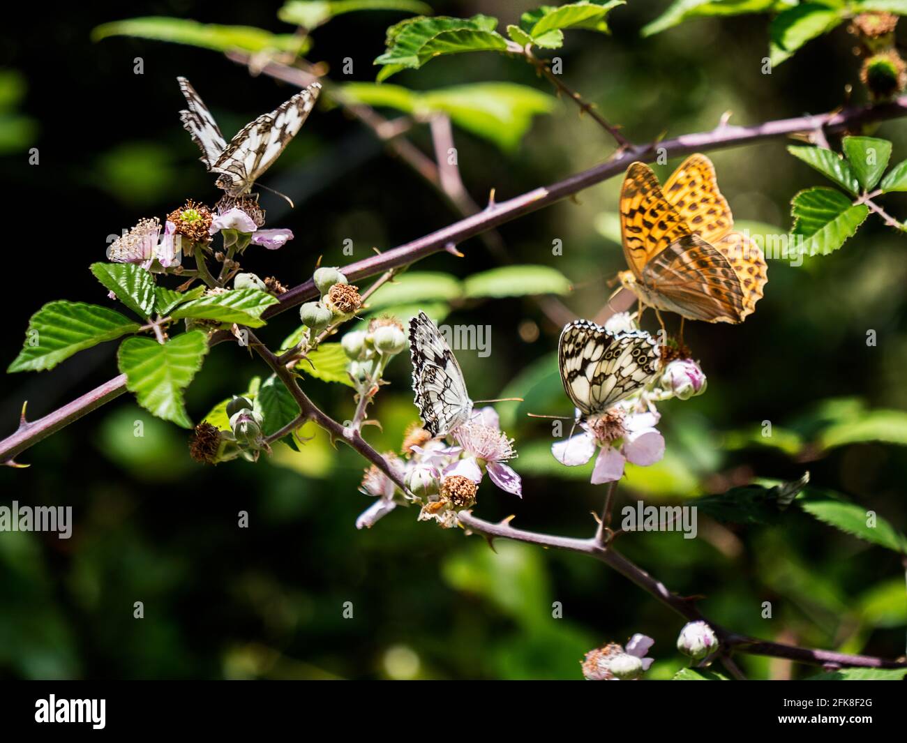 Butterflies on branch hi-res stock photography and images - Alamy