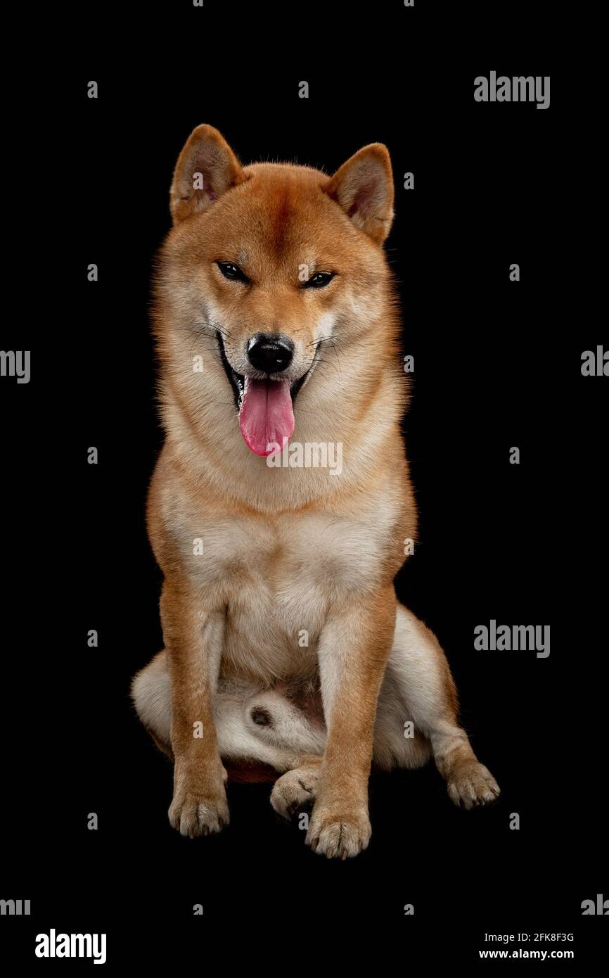 red shiba inu japanese dog on studio Stock Photo - Alamy