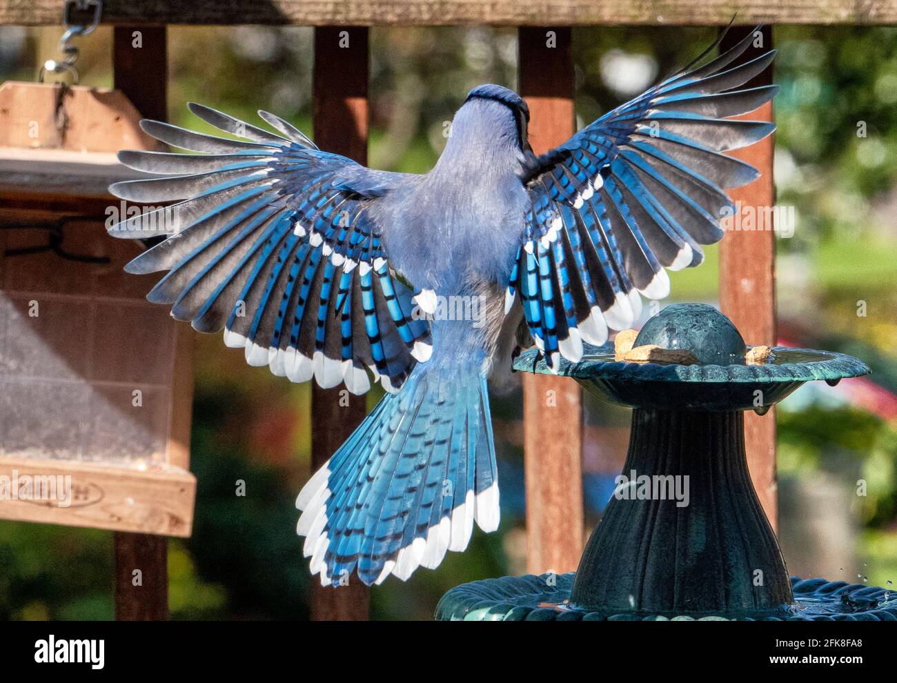 Bluejay spreads its wings after landing on the garden fountain Stock Photo - Alamy