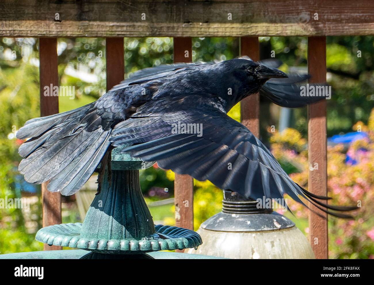 Black bird on fountain hi-res stock photography and images - Alamy
