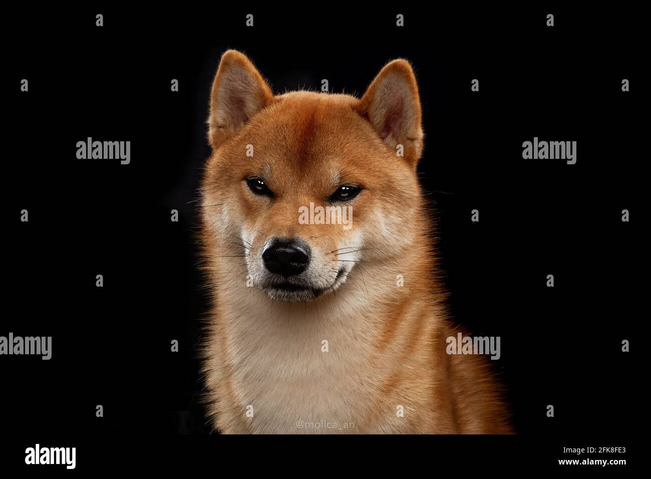 red shiba inu japanese dog on studio Stock Photo - Alamy